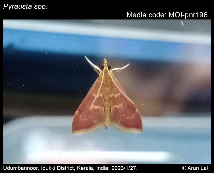 Pyrausta spp. Schrank, 1802 - | Moths